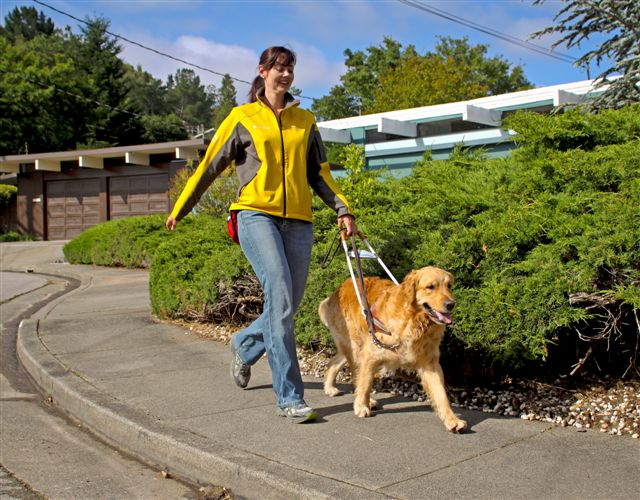 Guide Dog - Golden Retriever Club of America