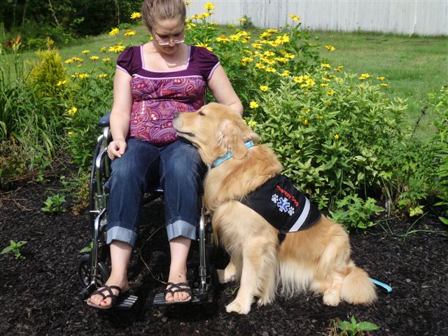 Therapy Dog - Golden Retriever Club of America