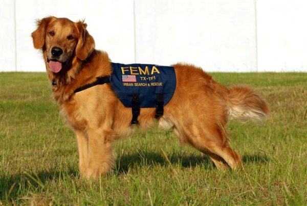 FEMA Dog - Golden Retriever Club of America