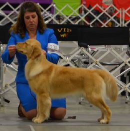 Events - Golden Retriever Club of America