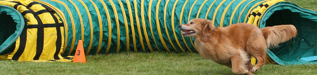 agilitybanner - Golden Retriever Club of America