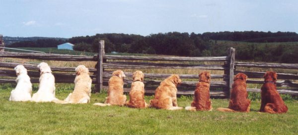 English Cream Golden Retrievers - Golden Retriever Club of America