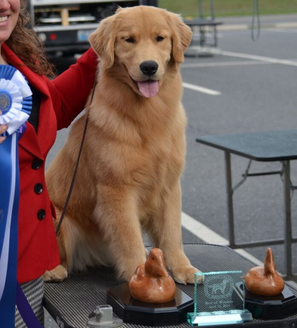 AKC Titles - Golden Retriever Club of America