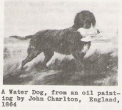 Early Ancestors of the Golden Retriever - Golden Retriever Club of America